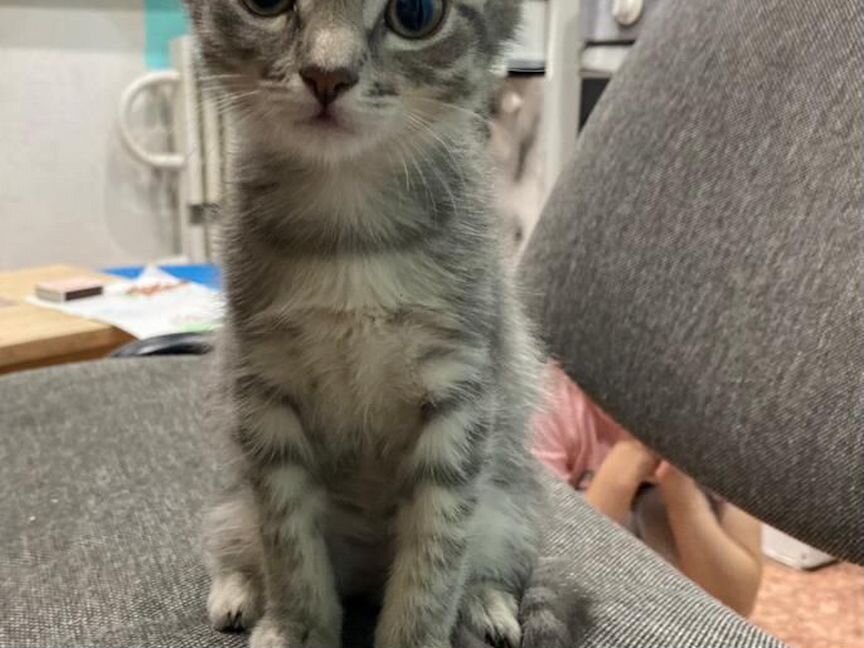 Котенок Сеня в хорошие руки бесплатно