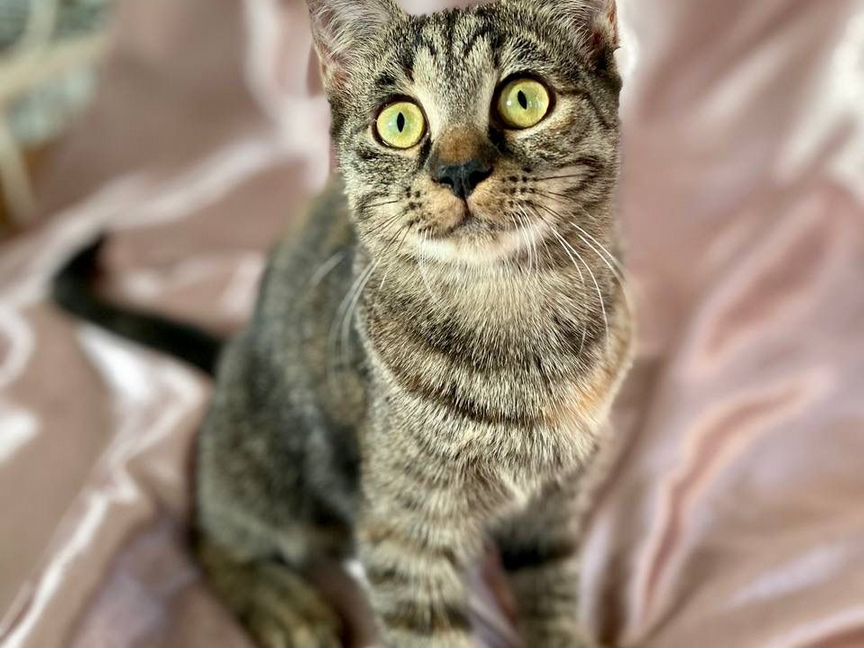 Котенок в дар