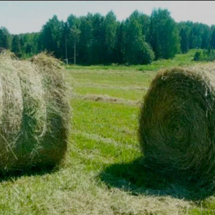 Сено люцерны в рулонах