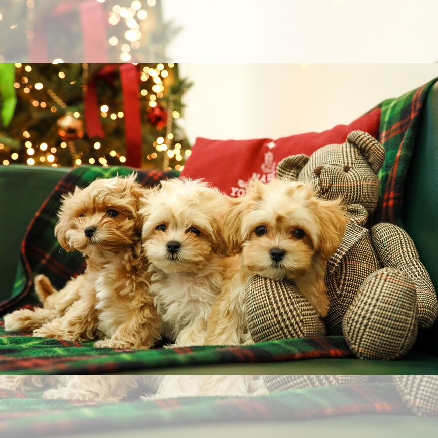 Мальтипу, щенок