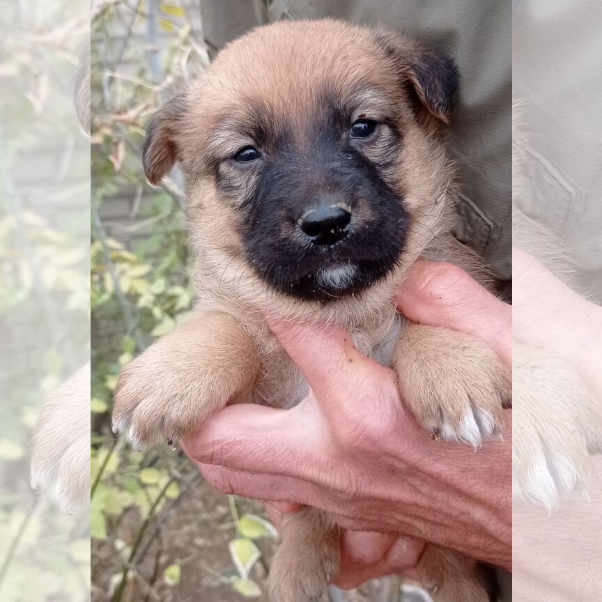 Щеночки,девочки 1.5 мес