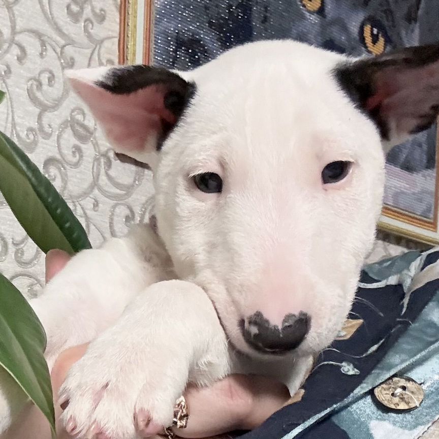 Мини-бультерьер, щенок