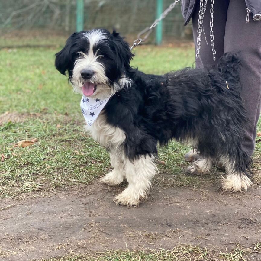 Генри из приюта ищет семью