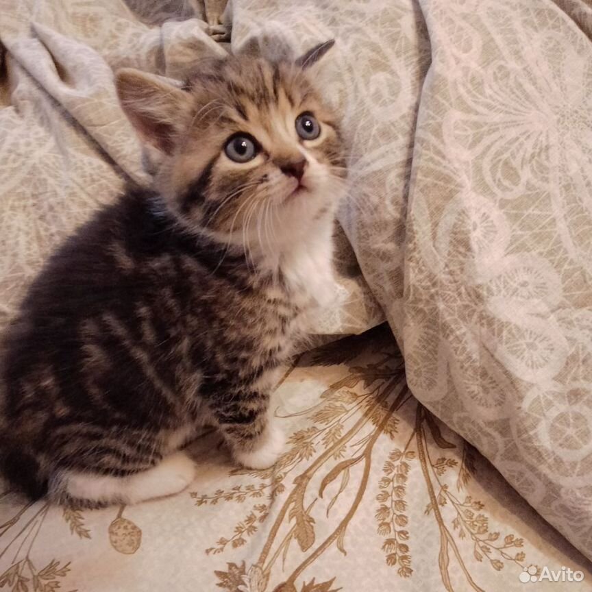 Кошка другая