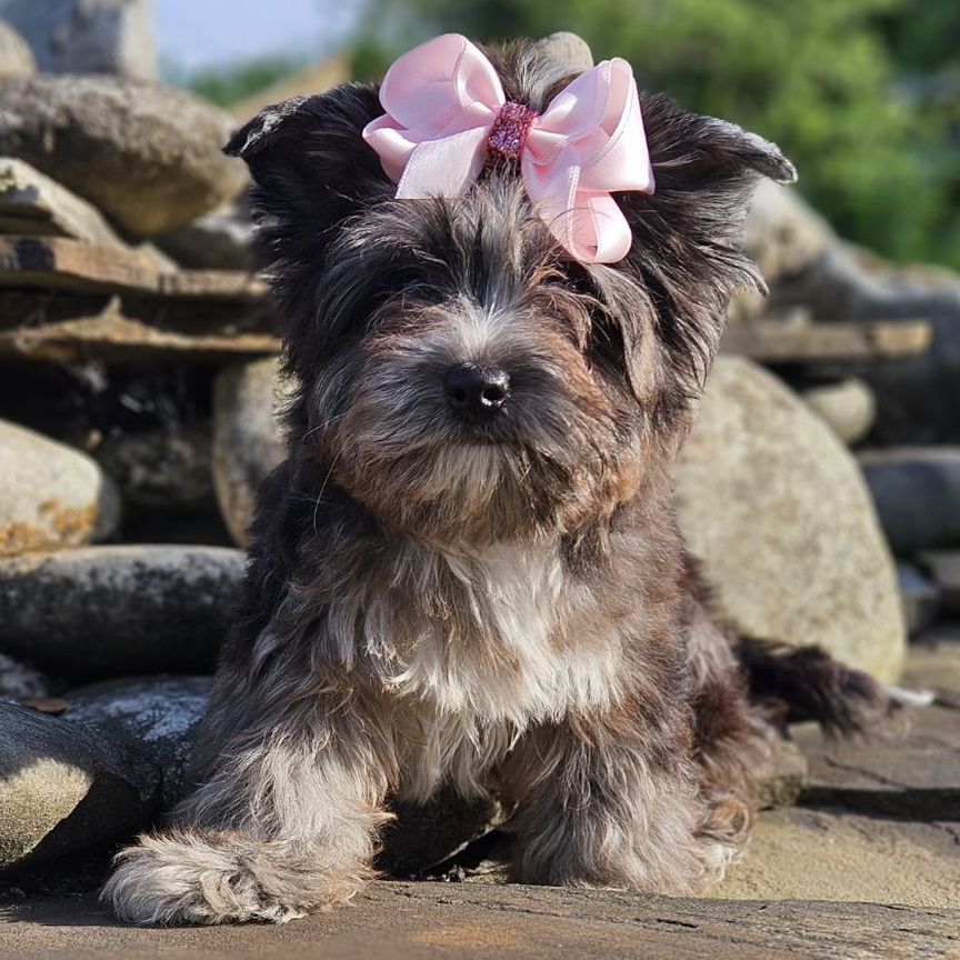 Девочка цветного йорка