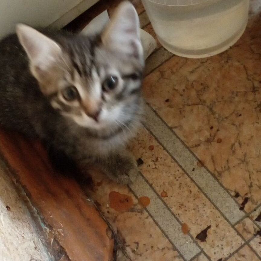 Котенка + деньги