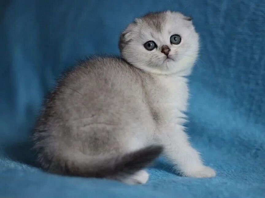 Шотландская фолд голубая шиншилла серебро