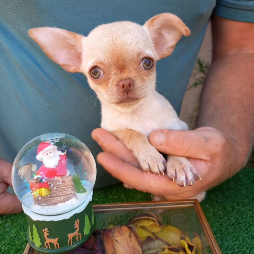 Щенки чихуахуа
