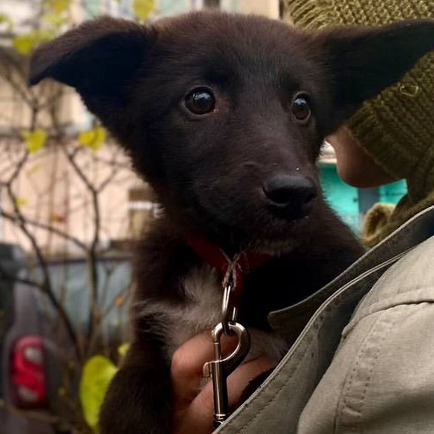 Щенок в добрые руки