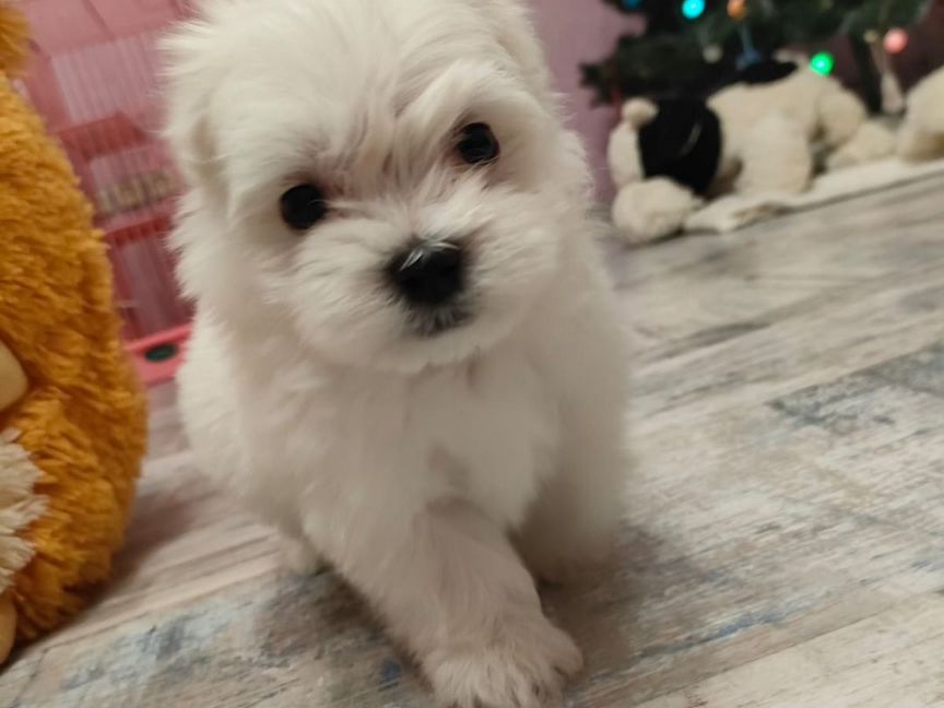 Мальтийские болонки