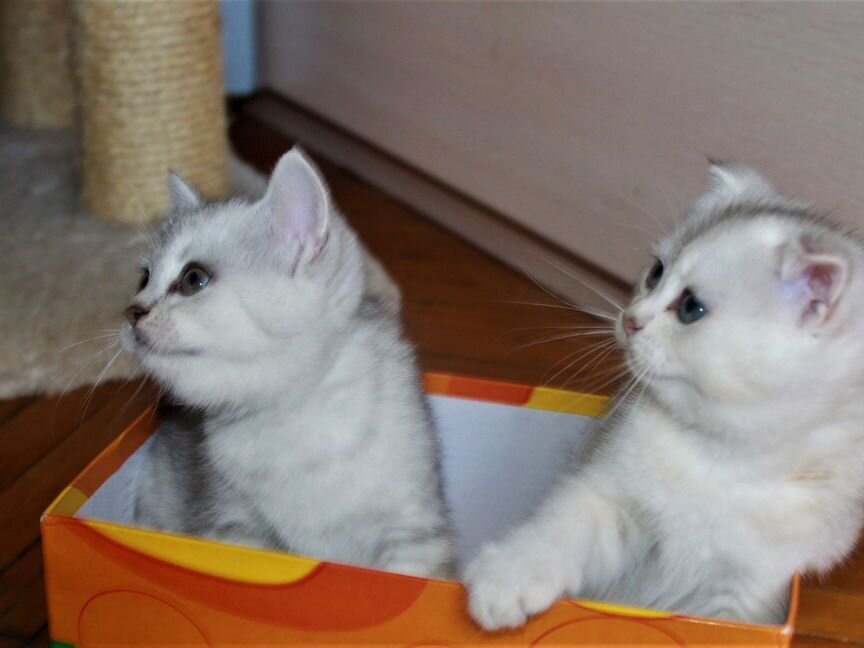 Серебристая шиншилла