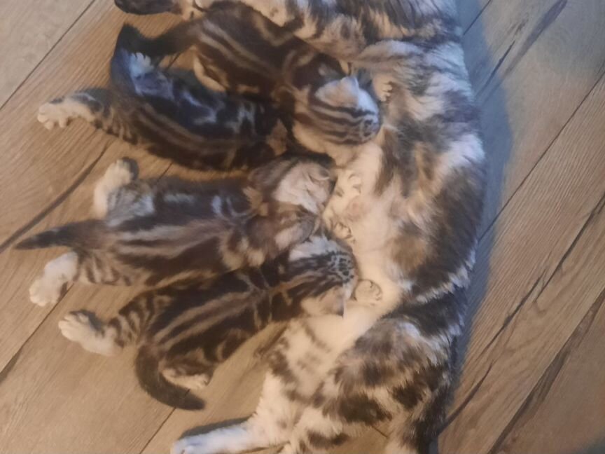 Шотландские вислоухие котята