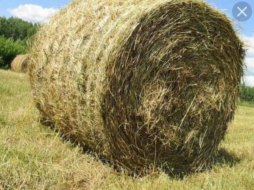 Продам сено в тюках 3ц