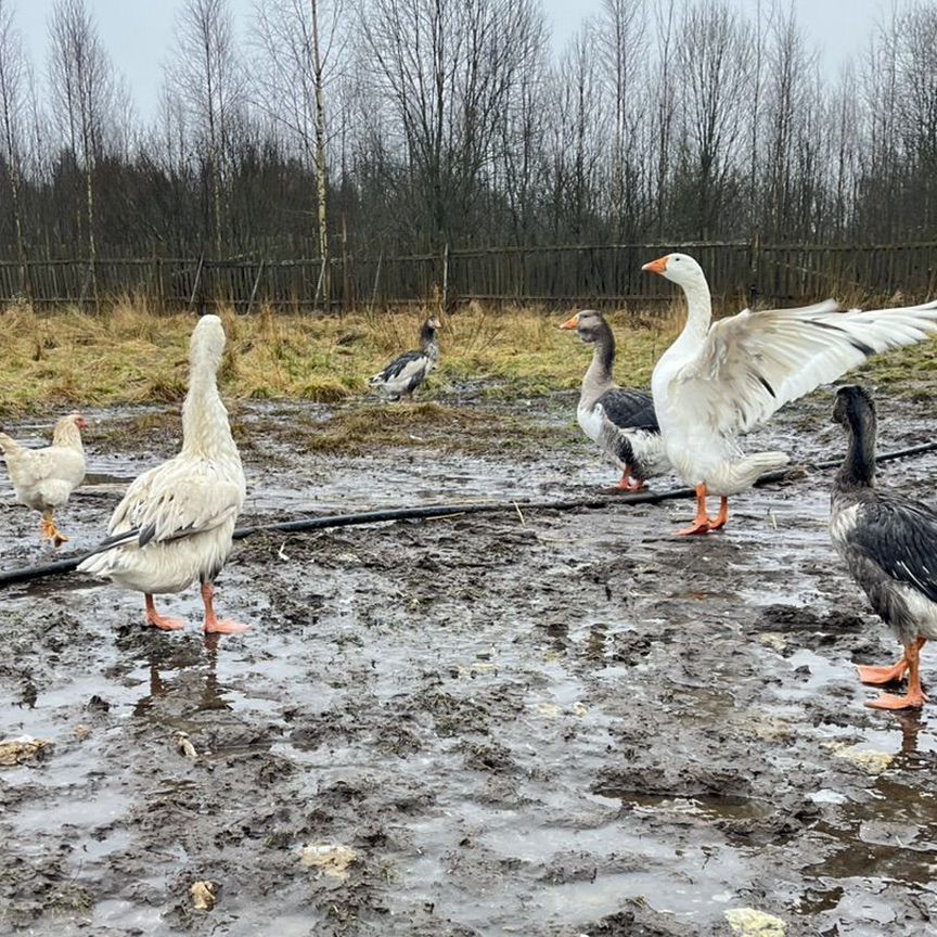 Гусь домашний