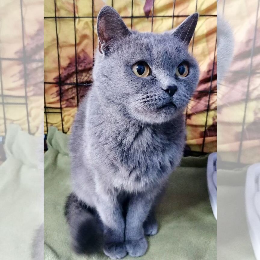 Британская короткошёрстная, взрослая кошка