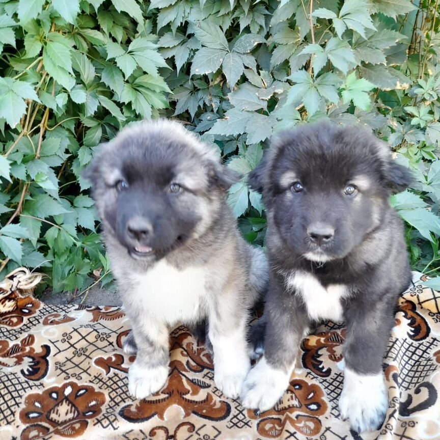 Щенки кавказской овчарки
