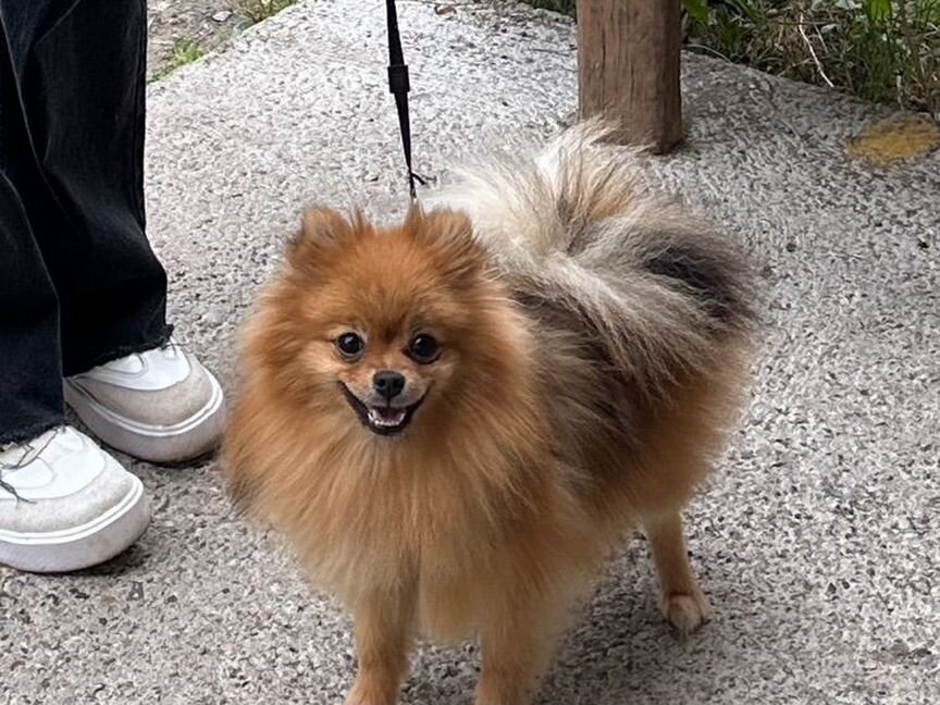 Шпиц мини девочка