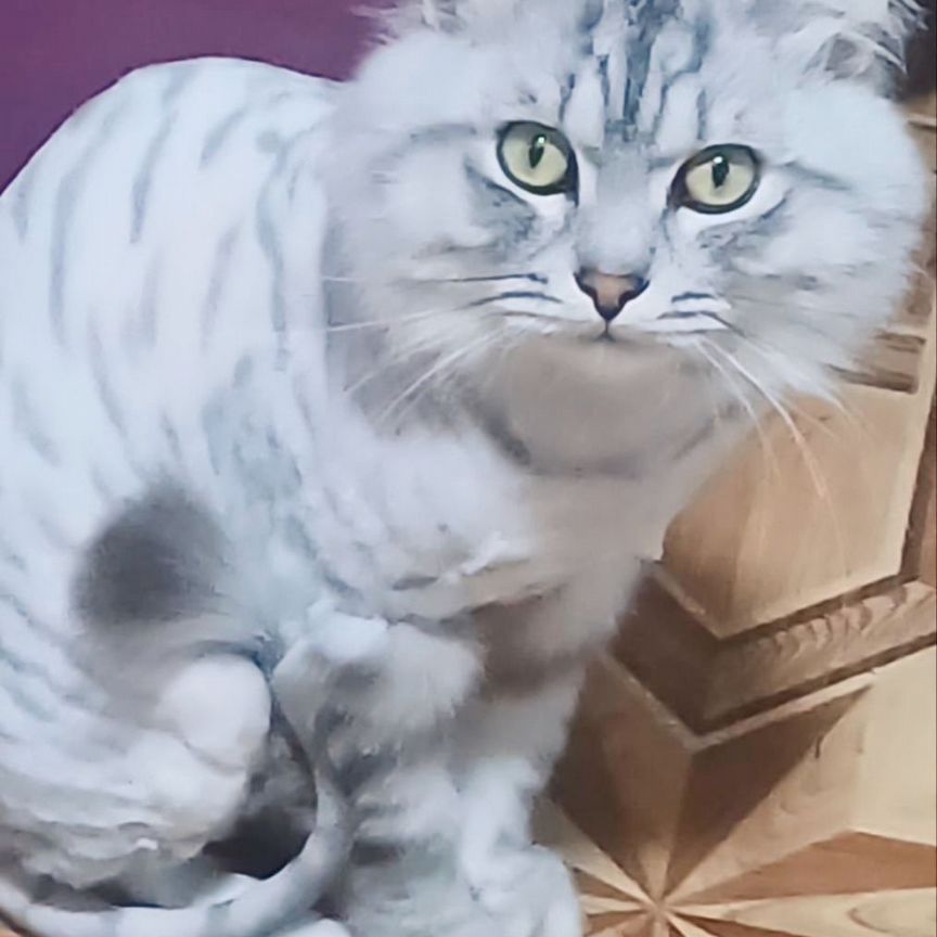 Кот 1.5года