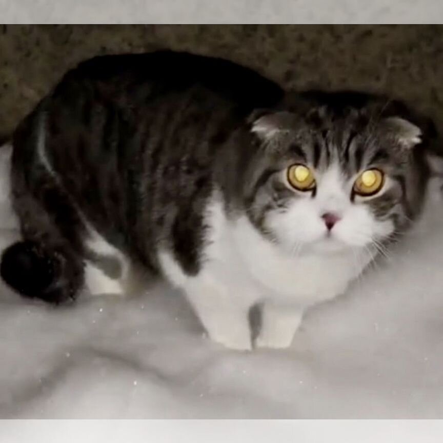 Шотландский вислоухий короткошёрстный, взрослый кот