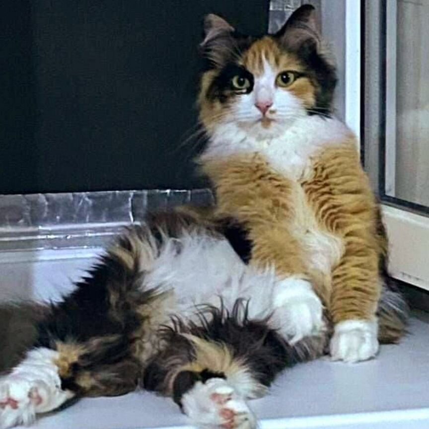 Зеленоглазая красотка в дар