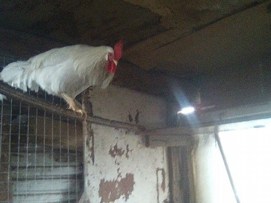 Петухи Легорны, фазаны