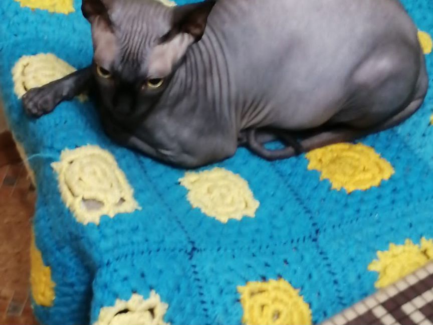 Кот для вязки сфинкс