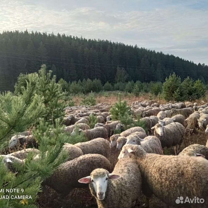 Овцы ярки (маточное поголовье)