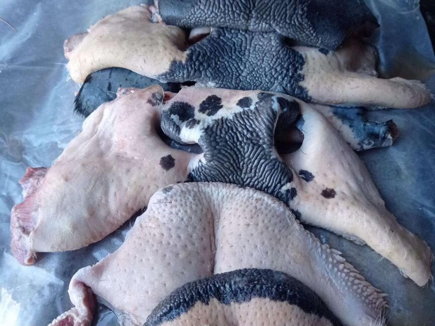 Мясо для собак