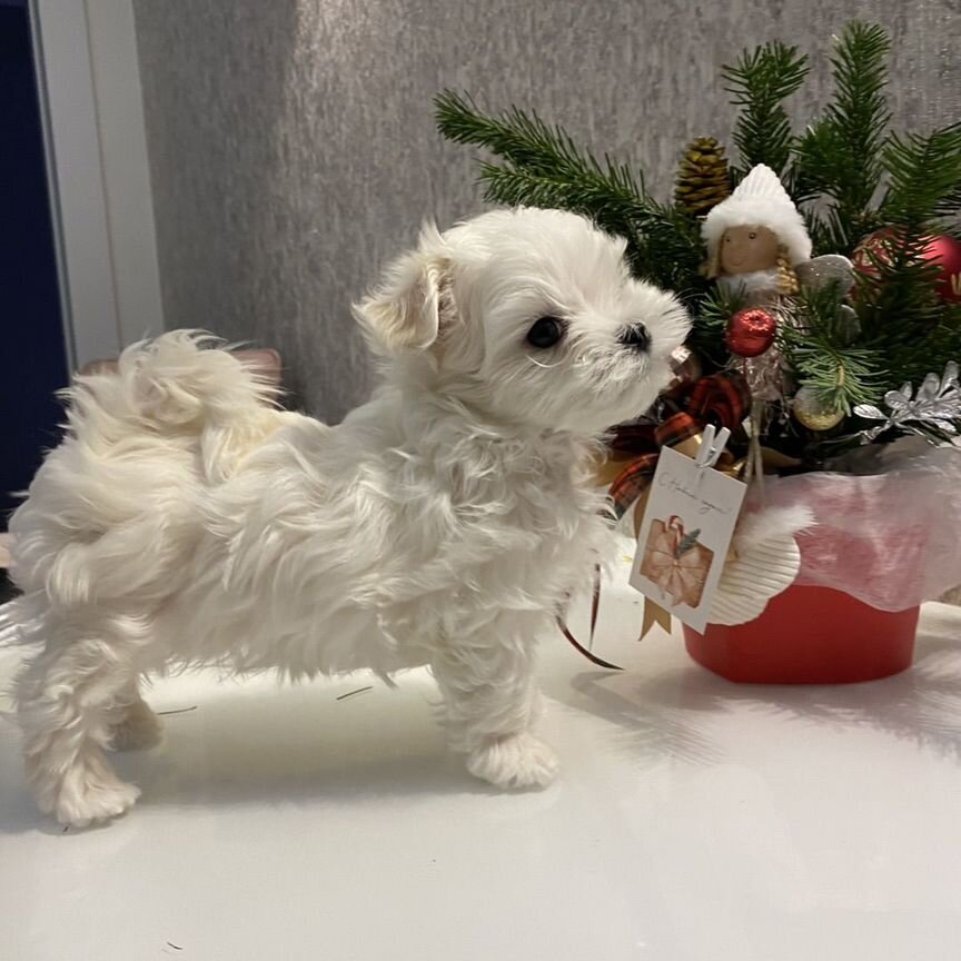 Курносые кукольные мальтезе