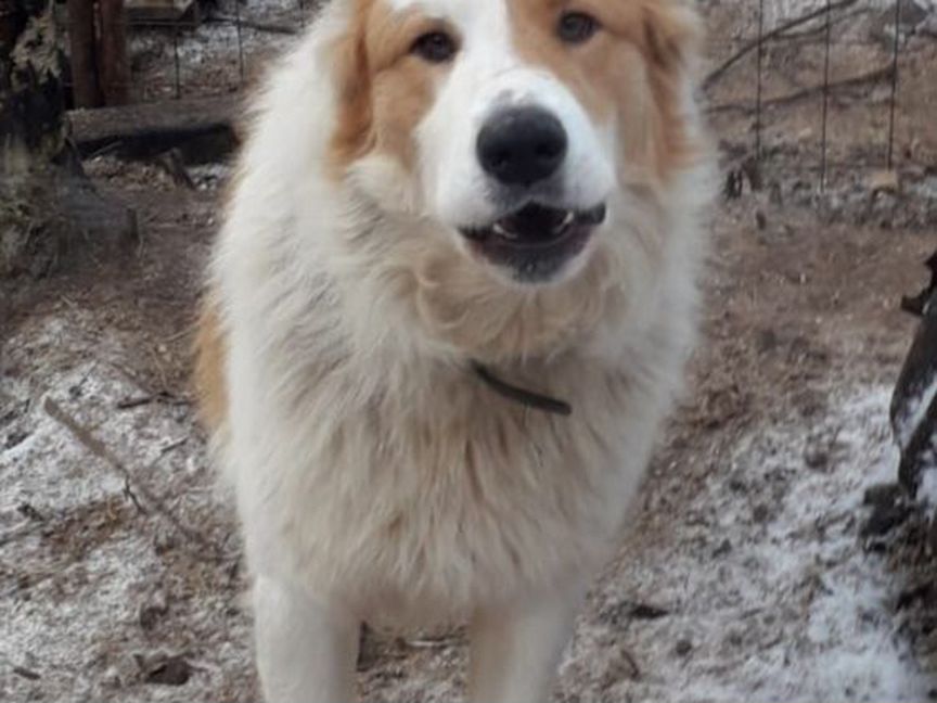 Собака