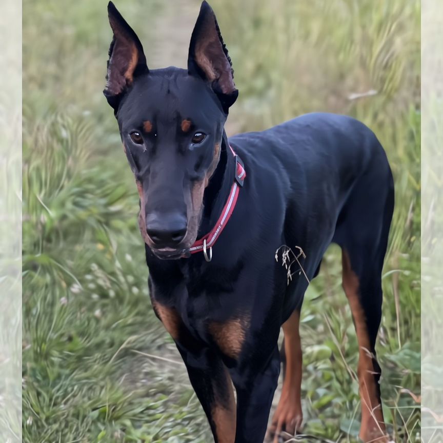 Доберман, щенок