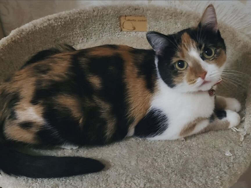 Стерилизованная вакцинированая кошка из приюта