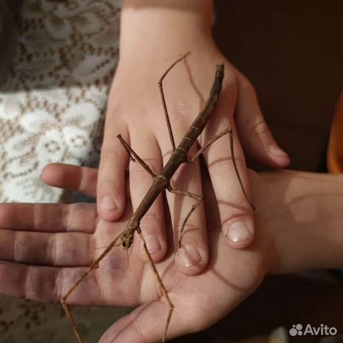 Палочник аннамский