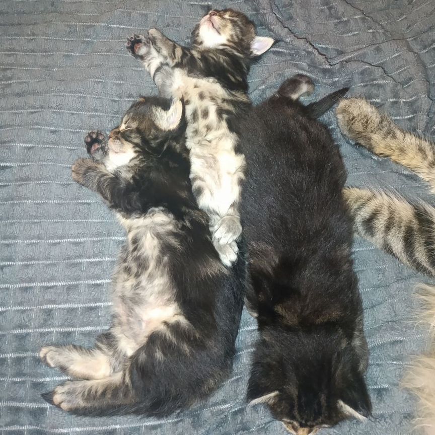 Мейн-кун котёнок