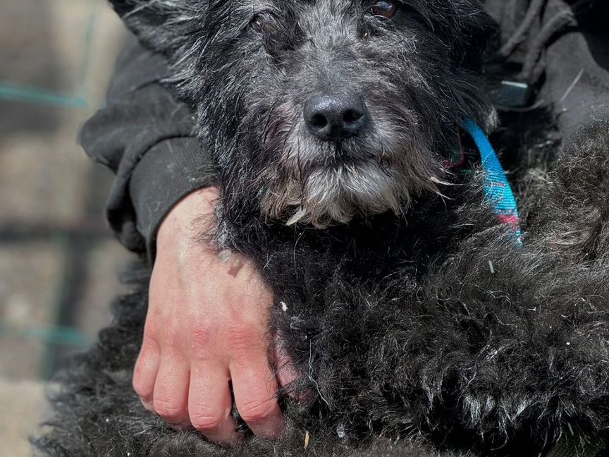 Кудряш из приюта в добрые руки