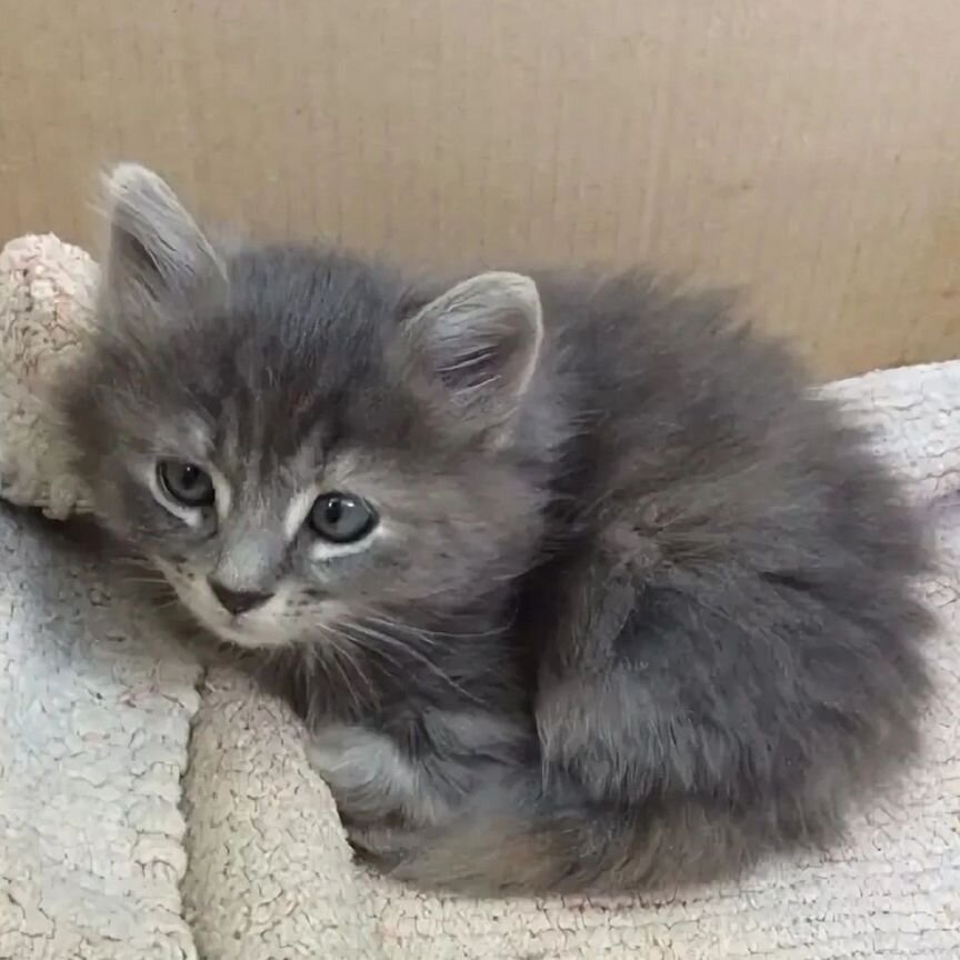 Котёнок в добрые руки