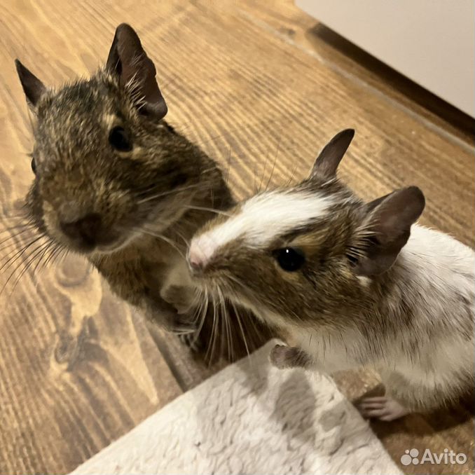 Дегу мальчики