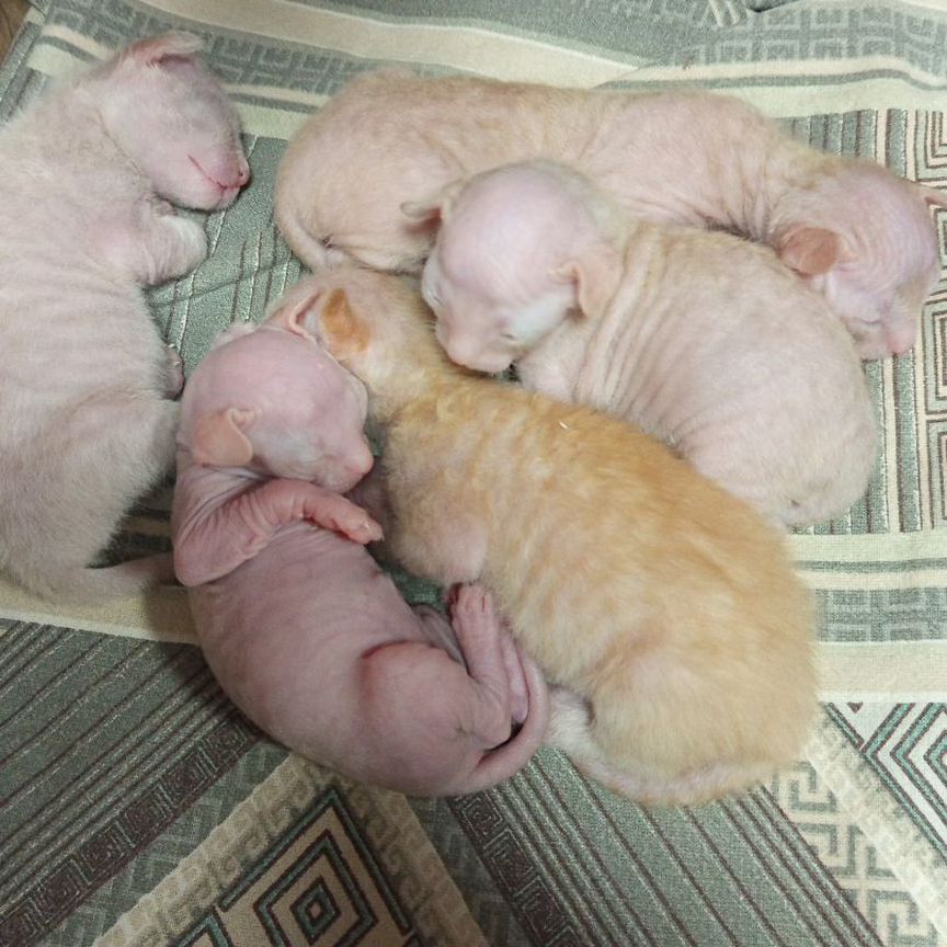 Котята сфинкс