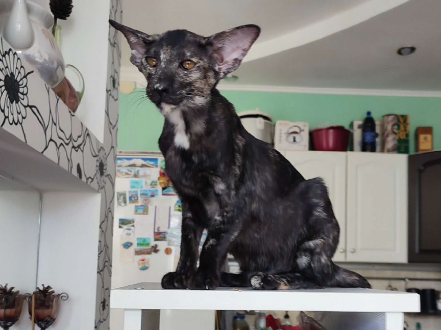 Ориентальная кошечка 7 мес., есть Малыши