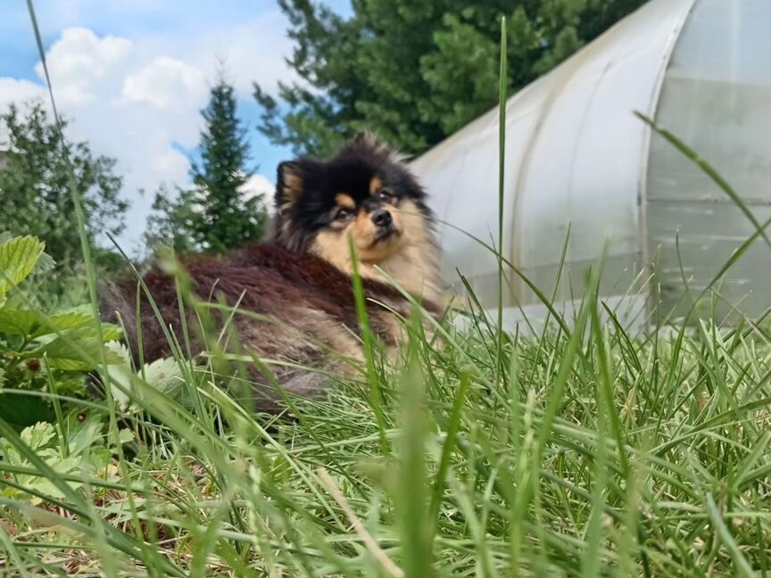 Немецкий шпиц вязка