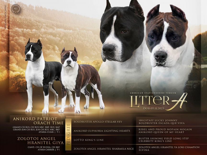 Стаффордширский терьер