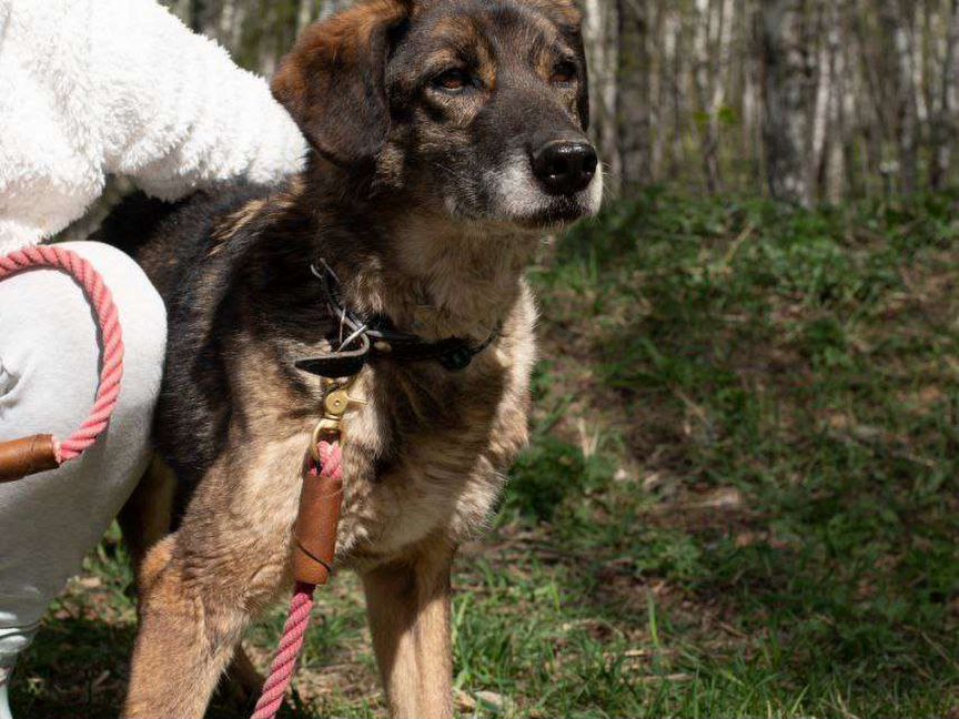 Собака Дина в добрые руки