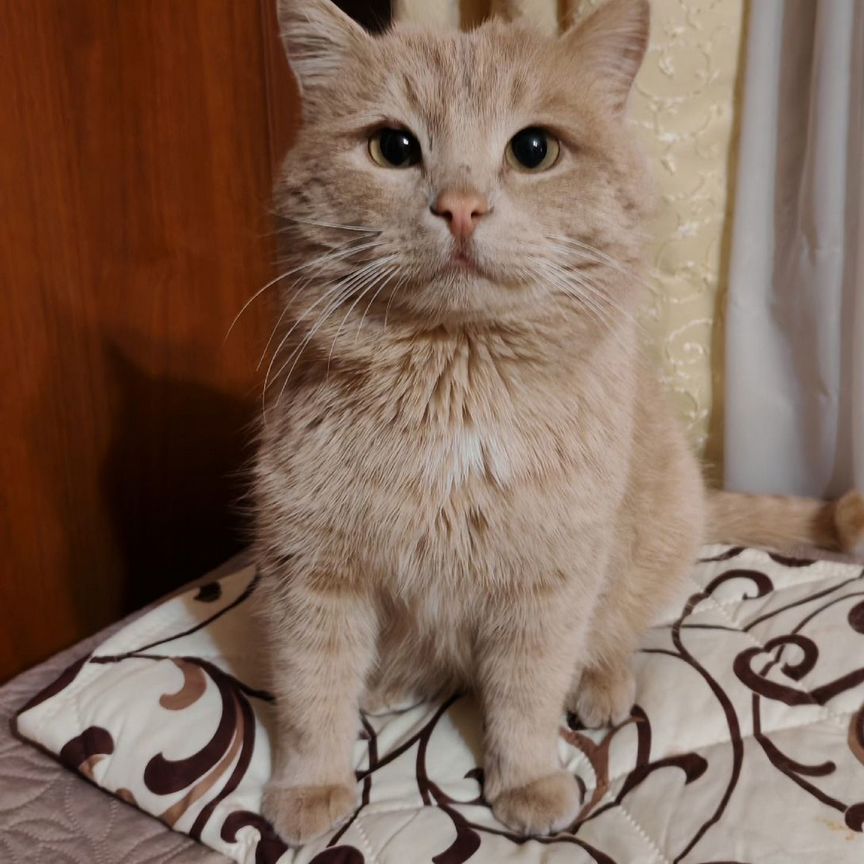 Взрослый кот в добрые руки