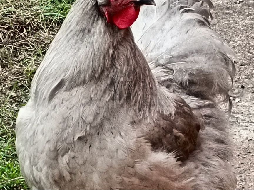 Инкубационное яйцо орпингтона