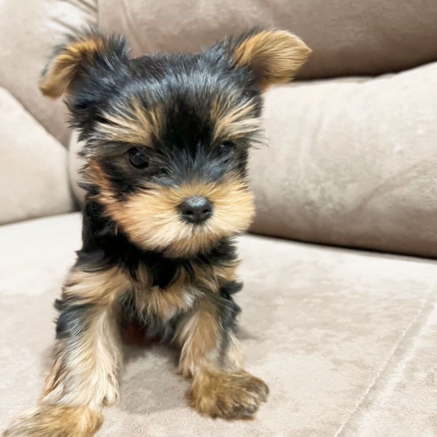 Йоркширский терьер