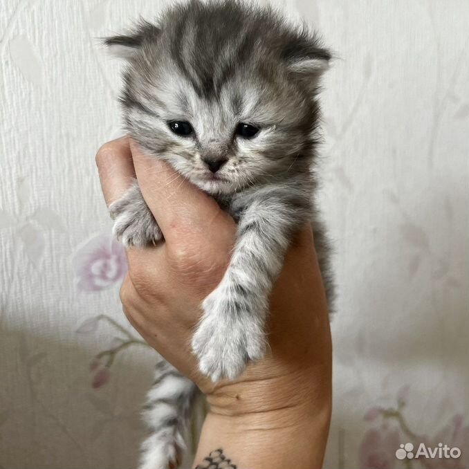 Британские котятки