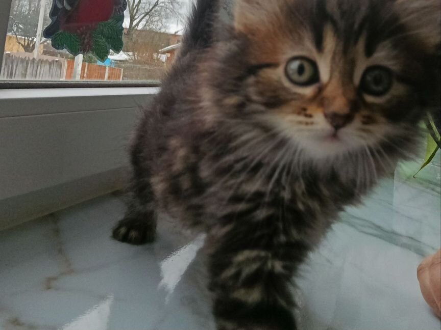 Котятки бесплатно