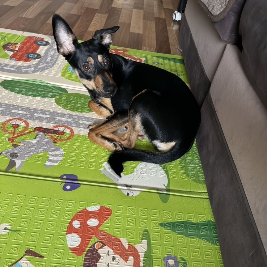 Немецкий пинчер, взрослая собака