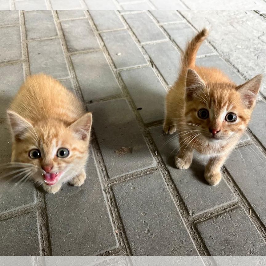 Котята рыжие бесплатно