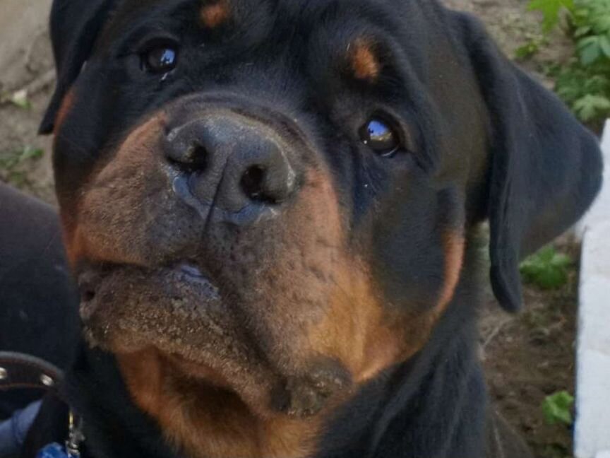 Одинокий парень приглашает на вязку девочек